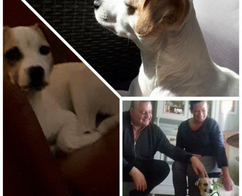 Atlas Animal Project – Dierenhulp organisatie voor verbeteren van de ...