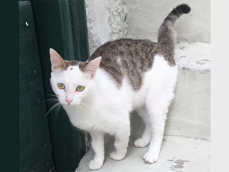 Atlas Animal Project – Dierenhulp organisatie voor verbeteren van de ...