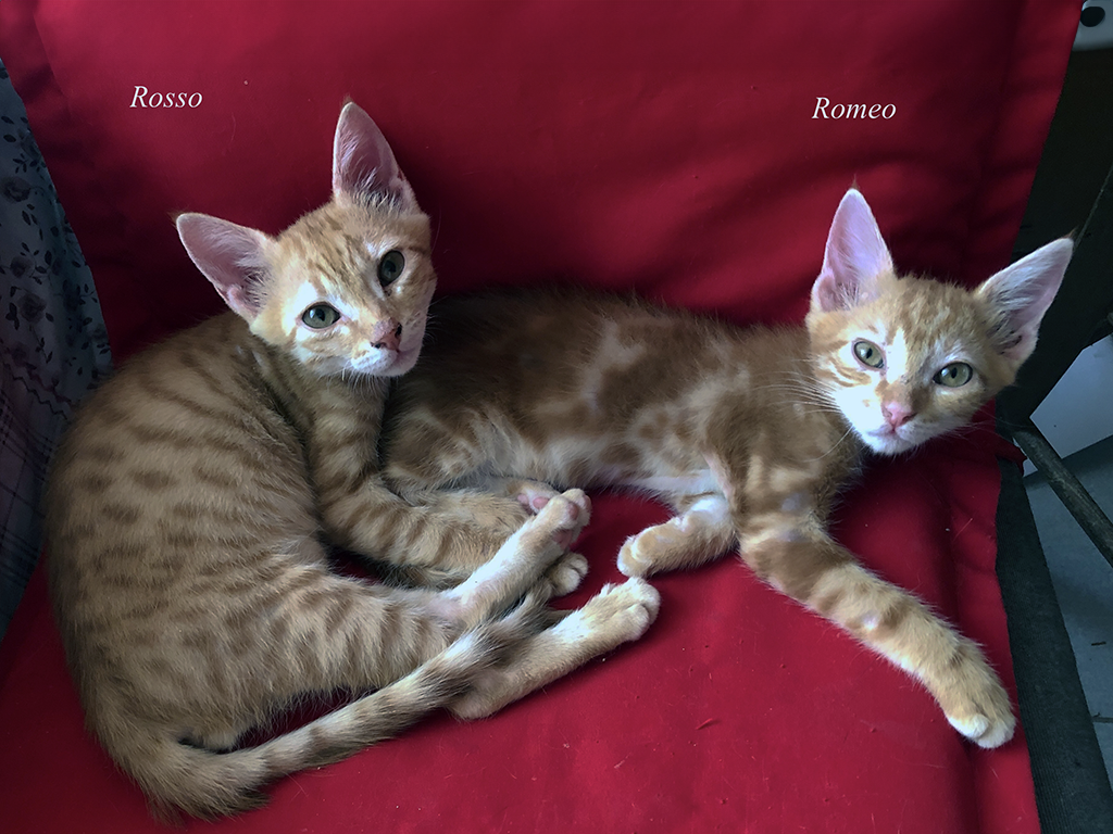 Romeo – Atlas Animal Project