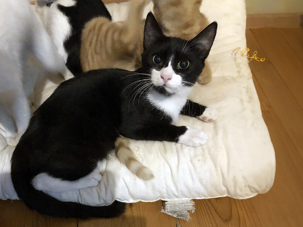 Zechra – Atlas Animal Project