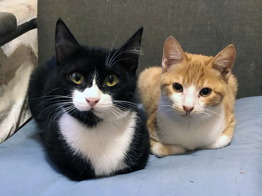 Zechra – Atlas Animal Project